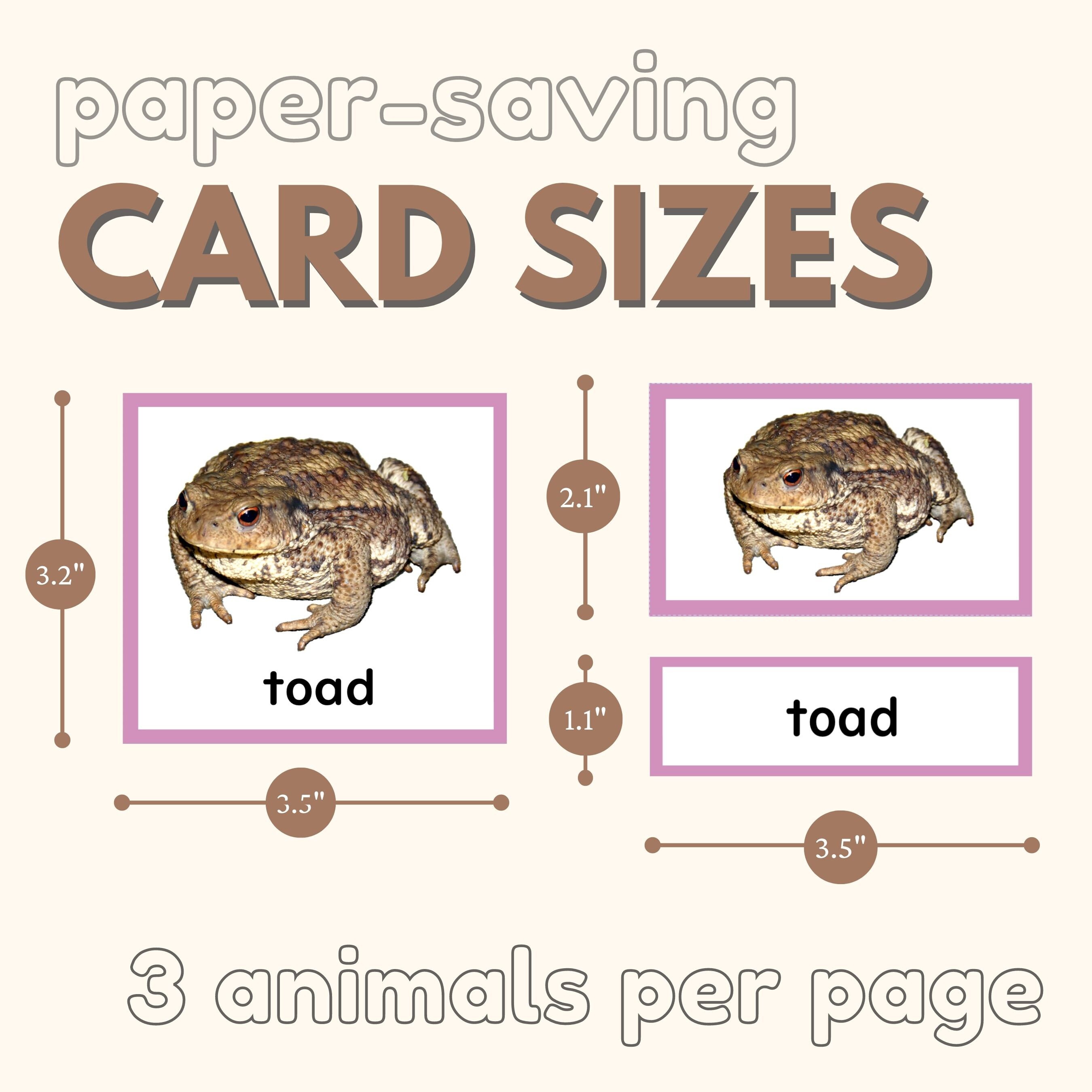 AMPHIBIAN Three Part Cards Montessori Nomenclature 3-part Classified ...