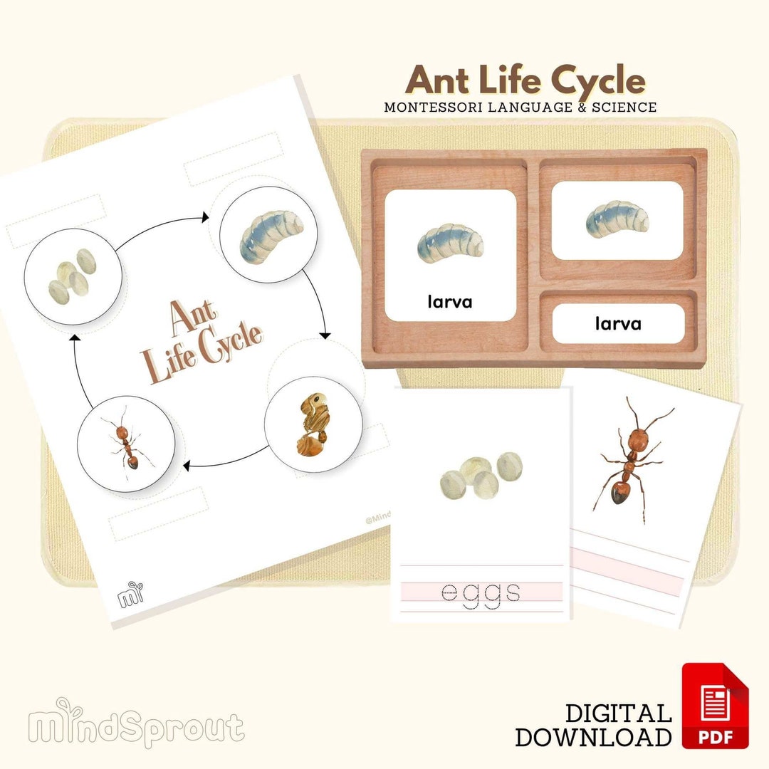 Life Cycle of Ants, Montessori Language Ants Life Cycle Material, Life ...