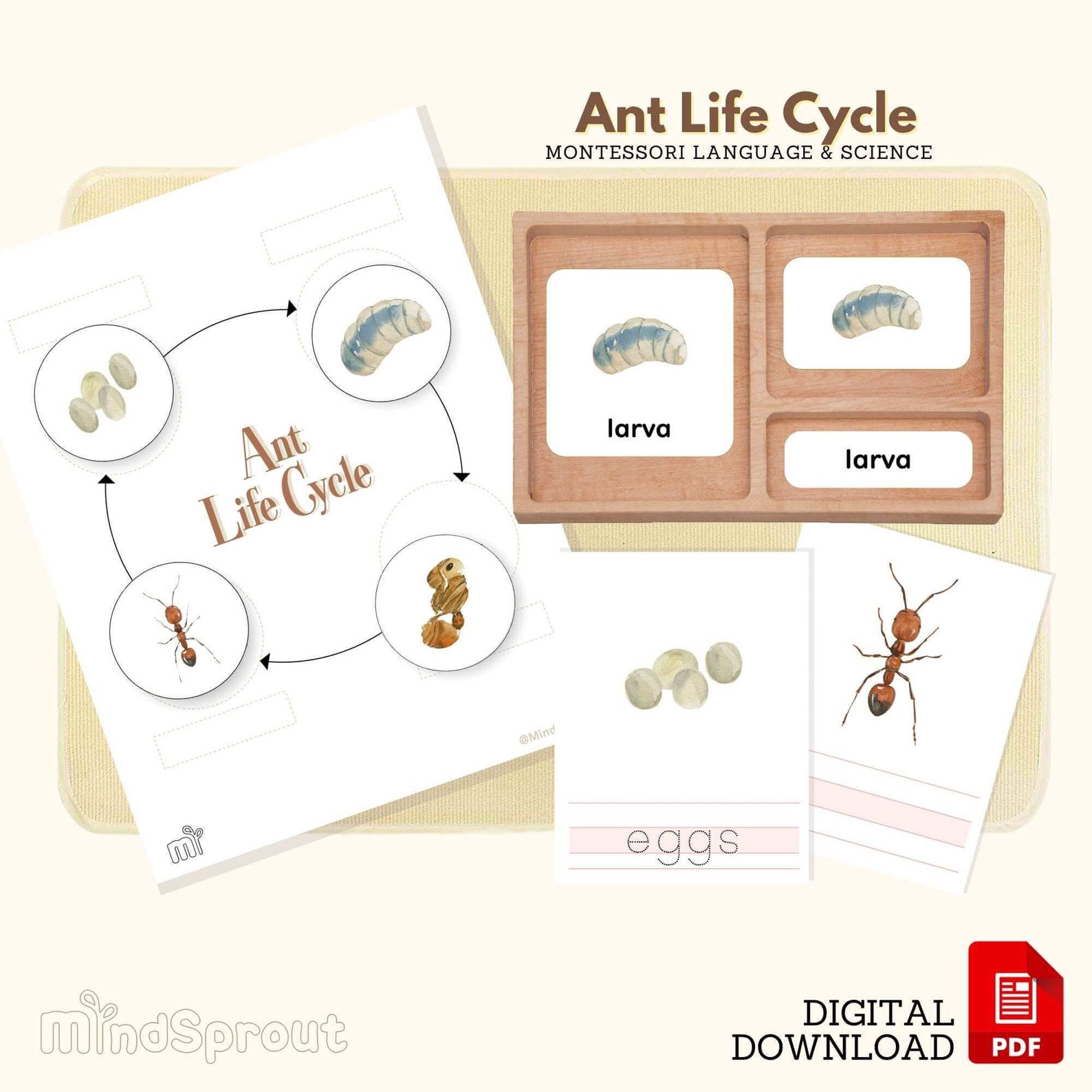 Life Cycle of Ants Montessori Language Ants Life Cycle - Etsy
