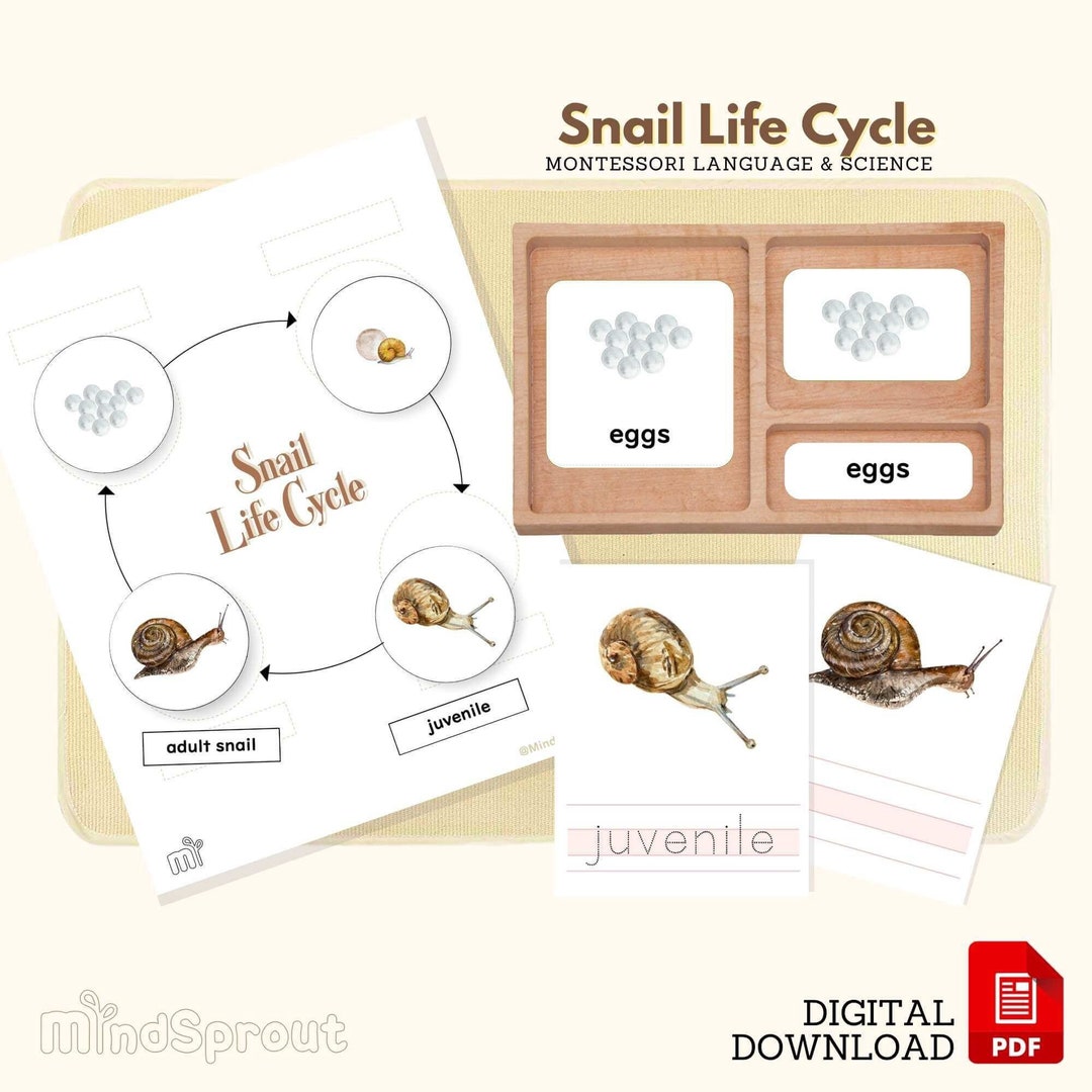 Life Cycle of Snail, Montessori Language Snail Life Cycle Material ...