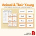 Animal Vocabulary Cards Charts CURSIVE Montessori Language Material ...