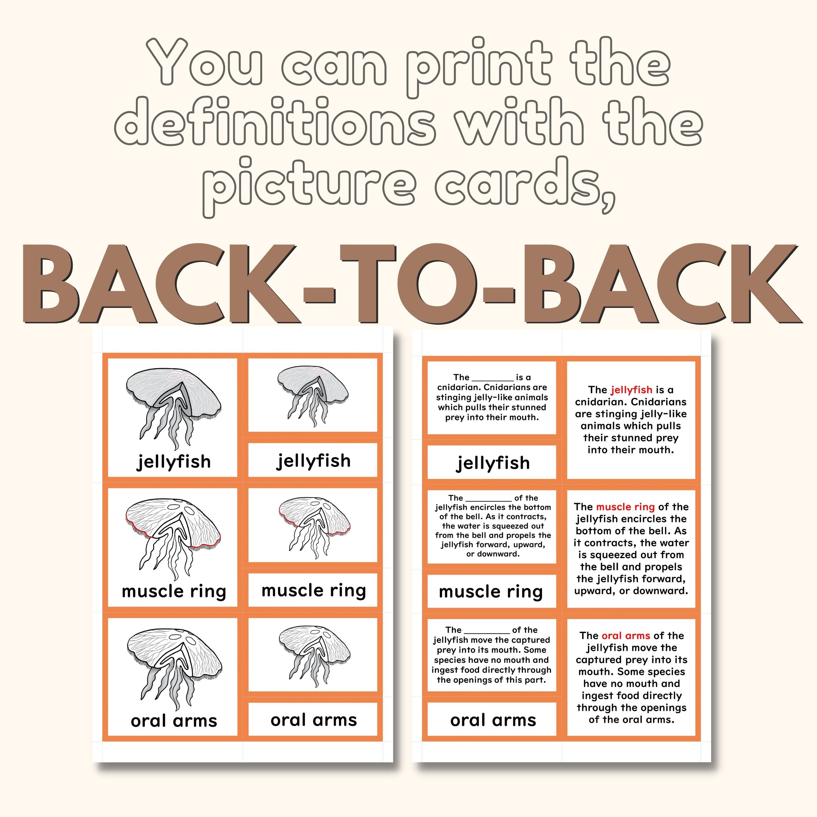 Parts of JELLYFISH Montessori Zoology Cnidarians Invertebrates Unit ...