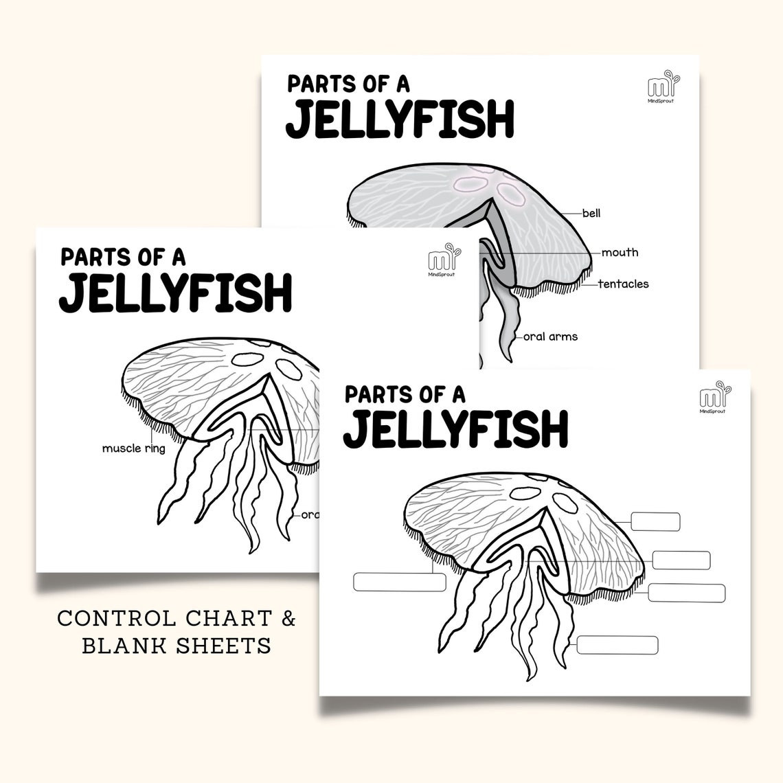 Montessori Zoology INVERTEBRATES Control Chart Blackline Masters ...