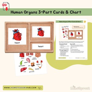 Human Organs 3-part Cards & Charts Zoology Montessori Printable ...
