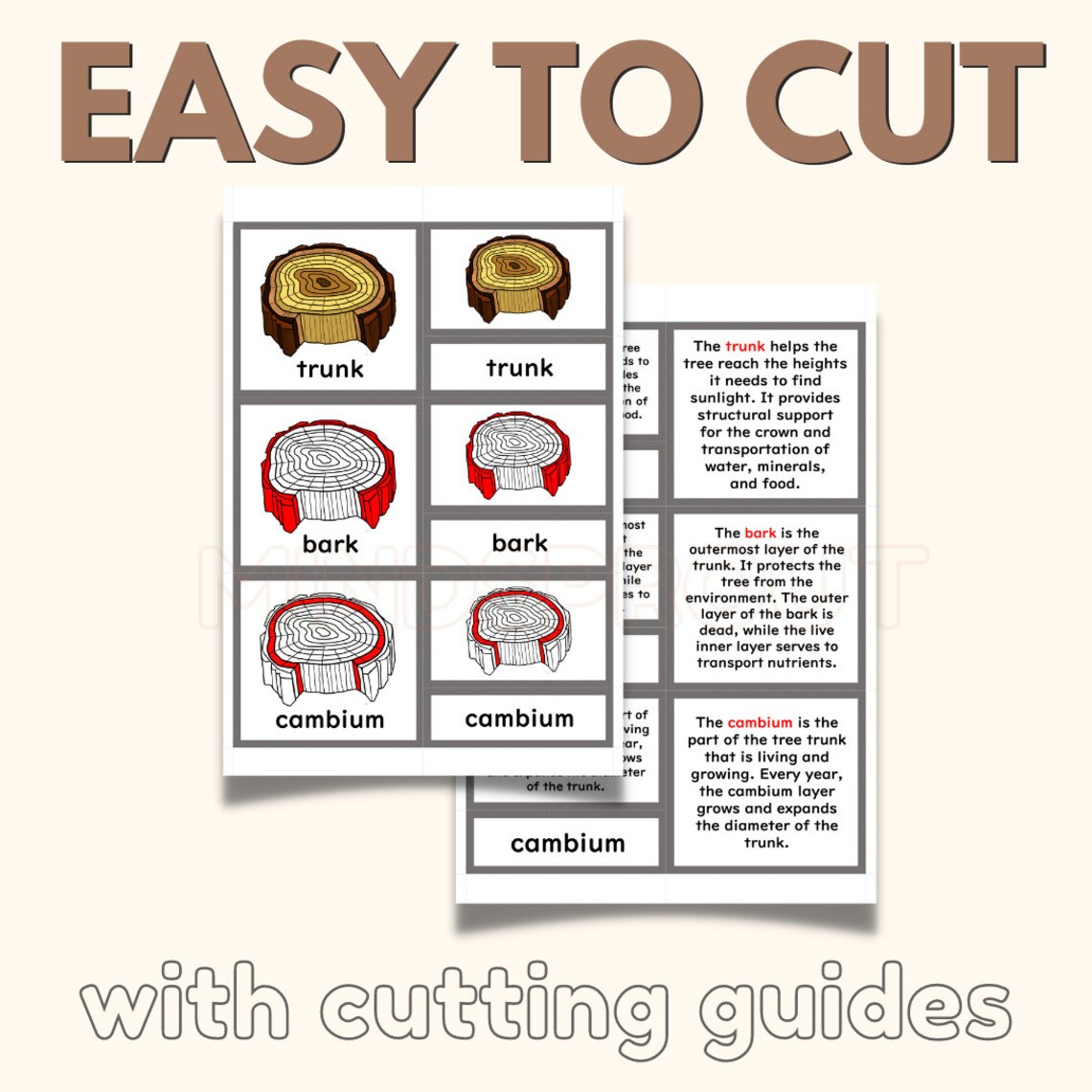 Parts of the TRUNK Montessori Botany Unit Study 5-part Card Definition ...