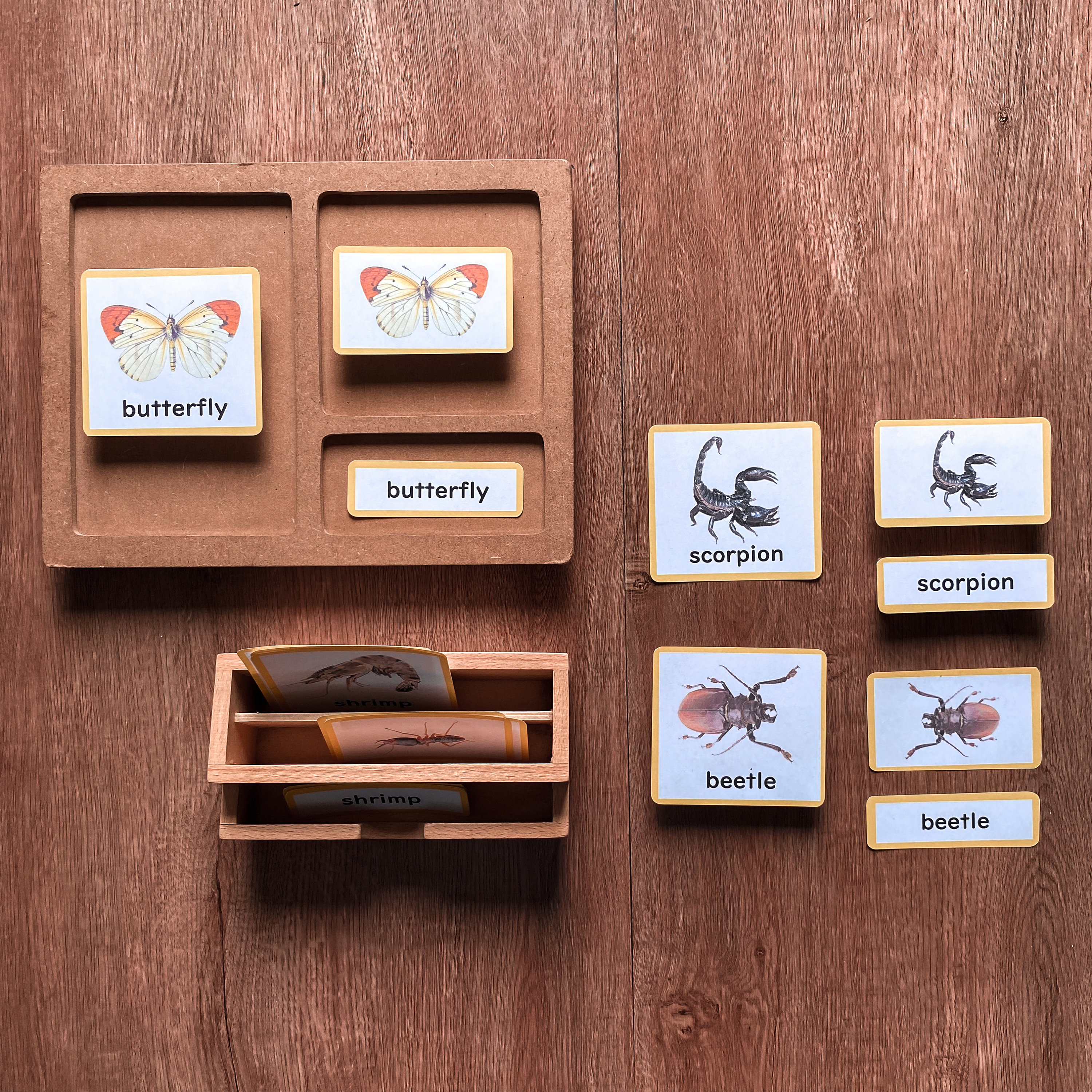 ARTHROPODS Three Part Card Montessori Nomenclature 3-part Classified ...
