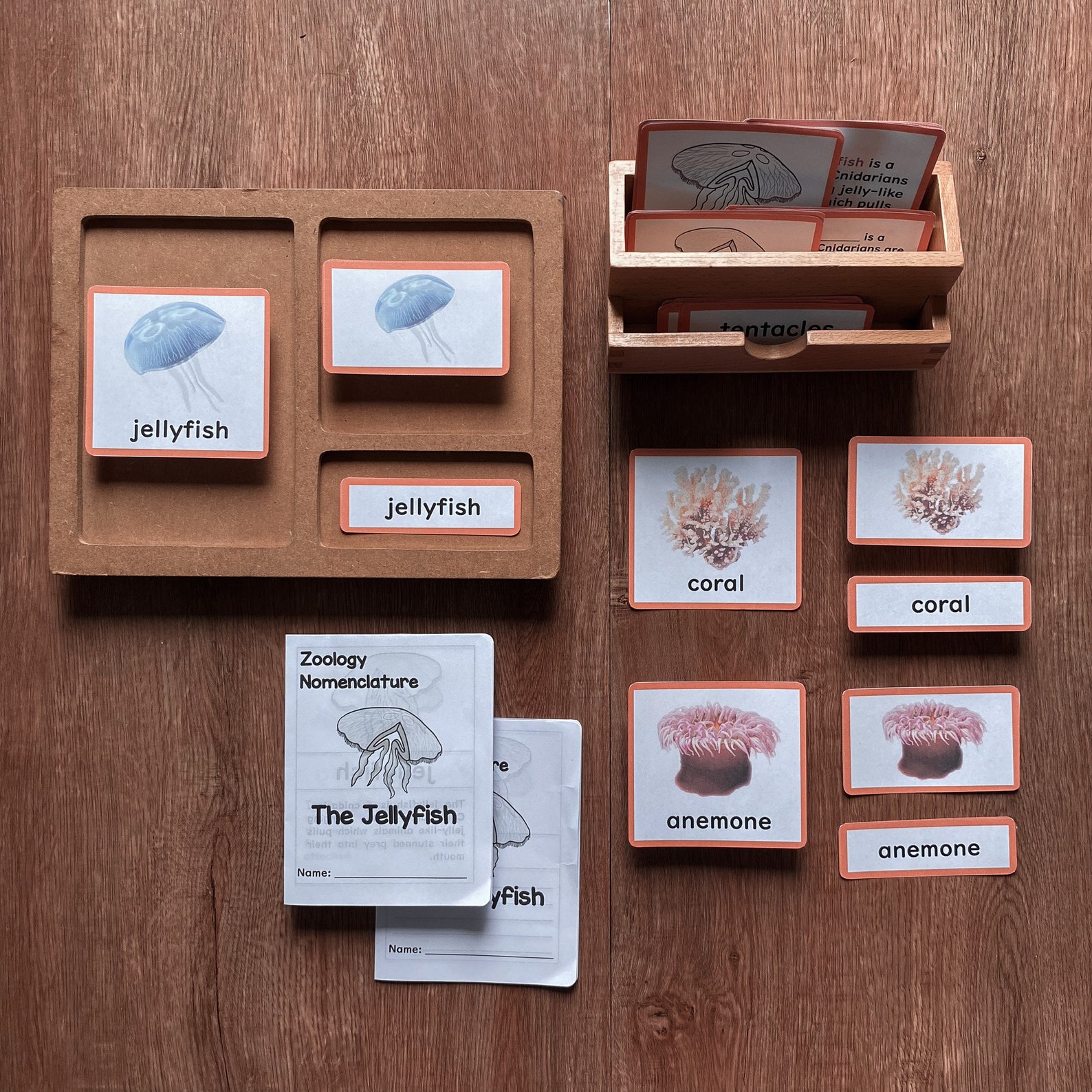 Parts of JELLYFISH Montessori Zoology Cnidarians Invertebrates Unit ...