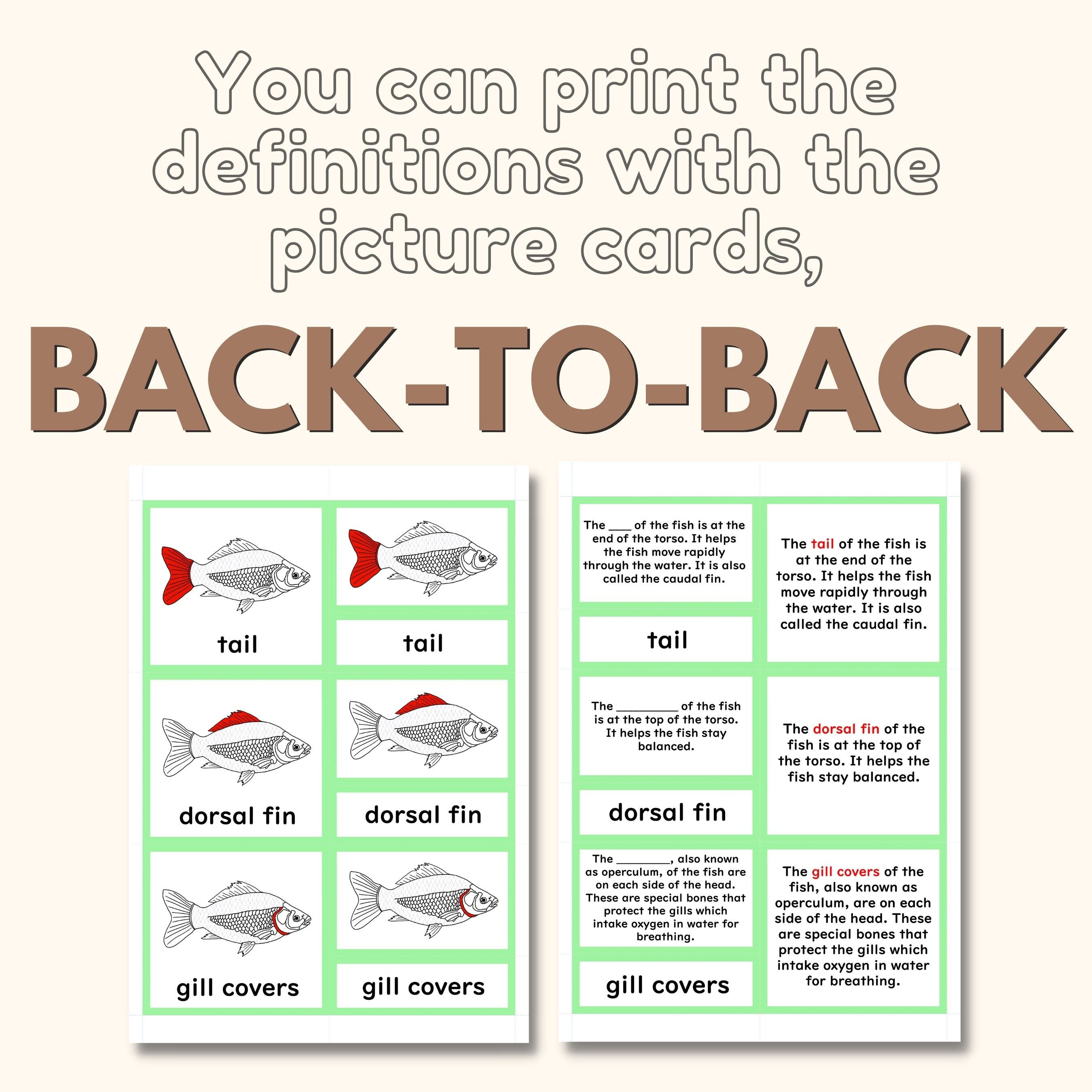 FISH Zoology Unit Study Parts of Fishes Montessori Nomenclature 5-part ...