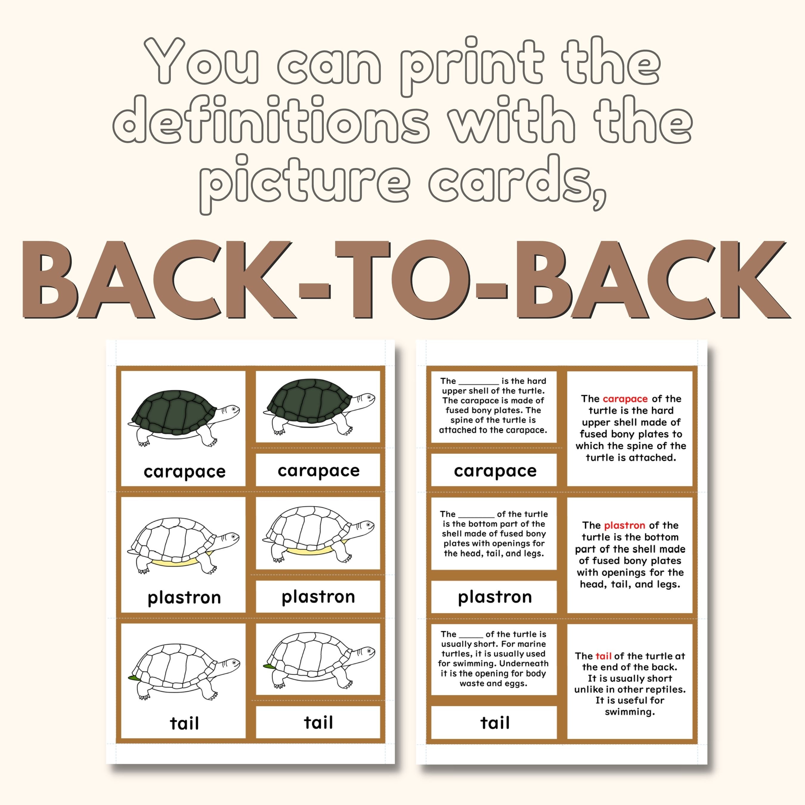 REPTILES Zoology Unit Study Parts Turtle Montessori Nomenclature 5-part ...