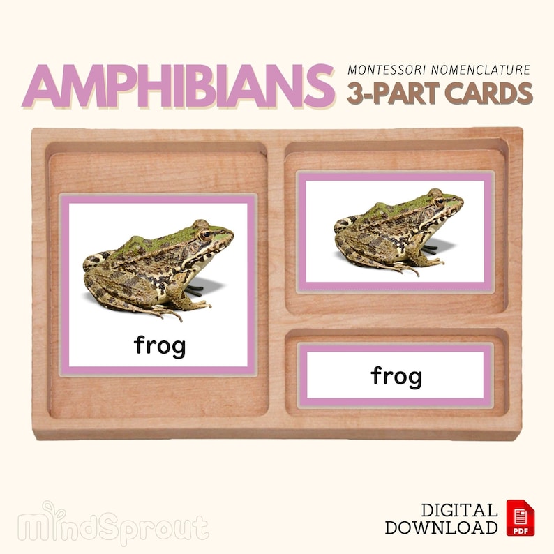 AMPHIBIAN Three Part Cards Montessori Nomenclature 3-part Classified ...
