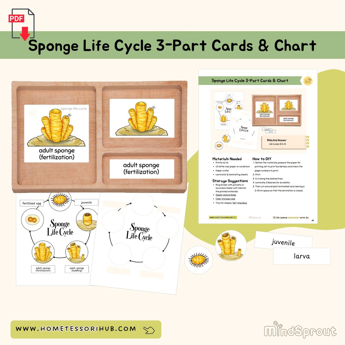 Sponge Life Cycle 3-part Cards and Chart Zoology Montessori Printable ...