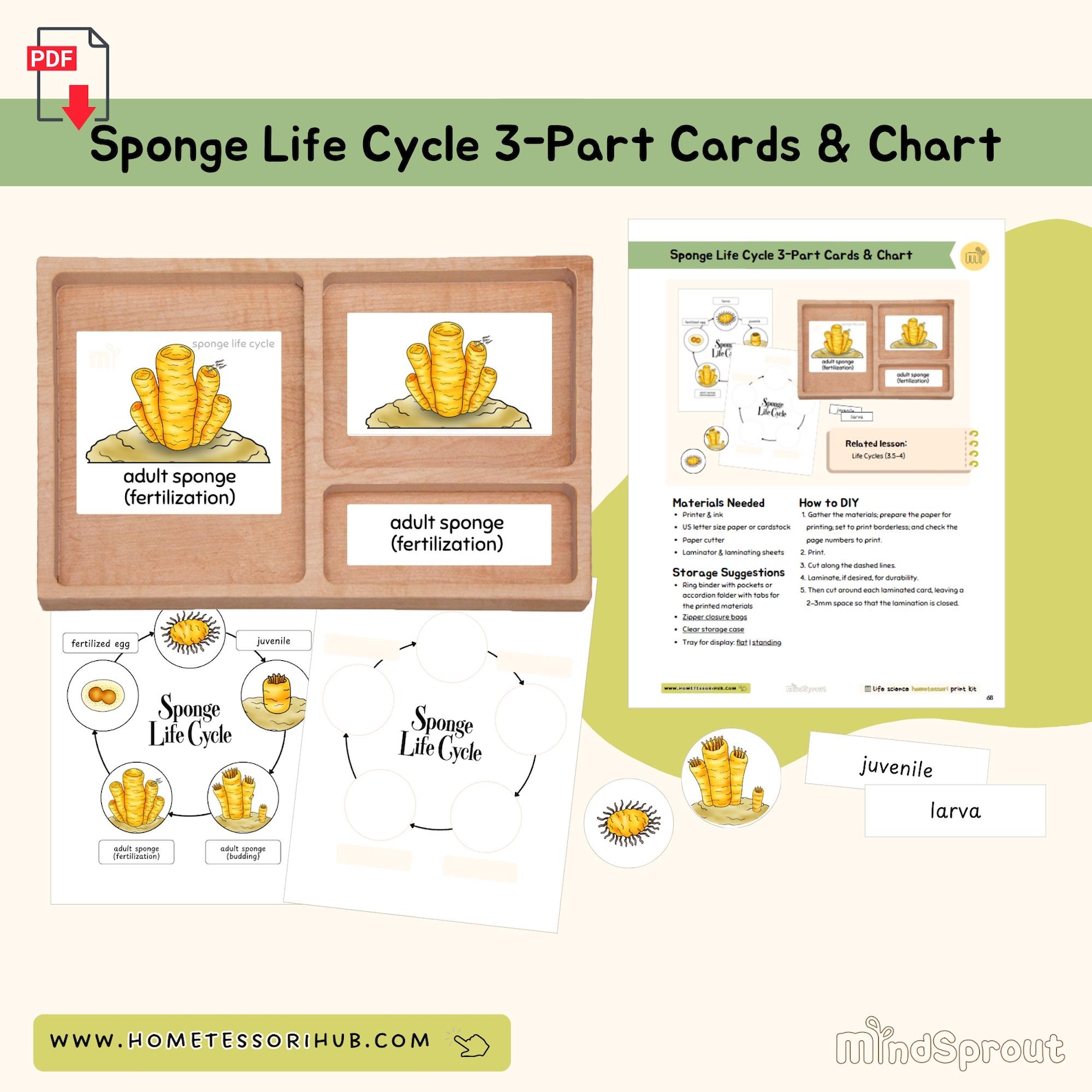 Sponge Life Cycle 3-part Cards and Chart Zoology Montessori Printable ...