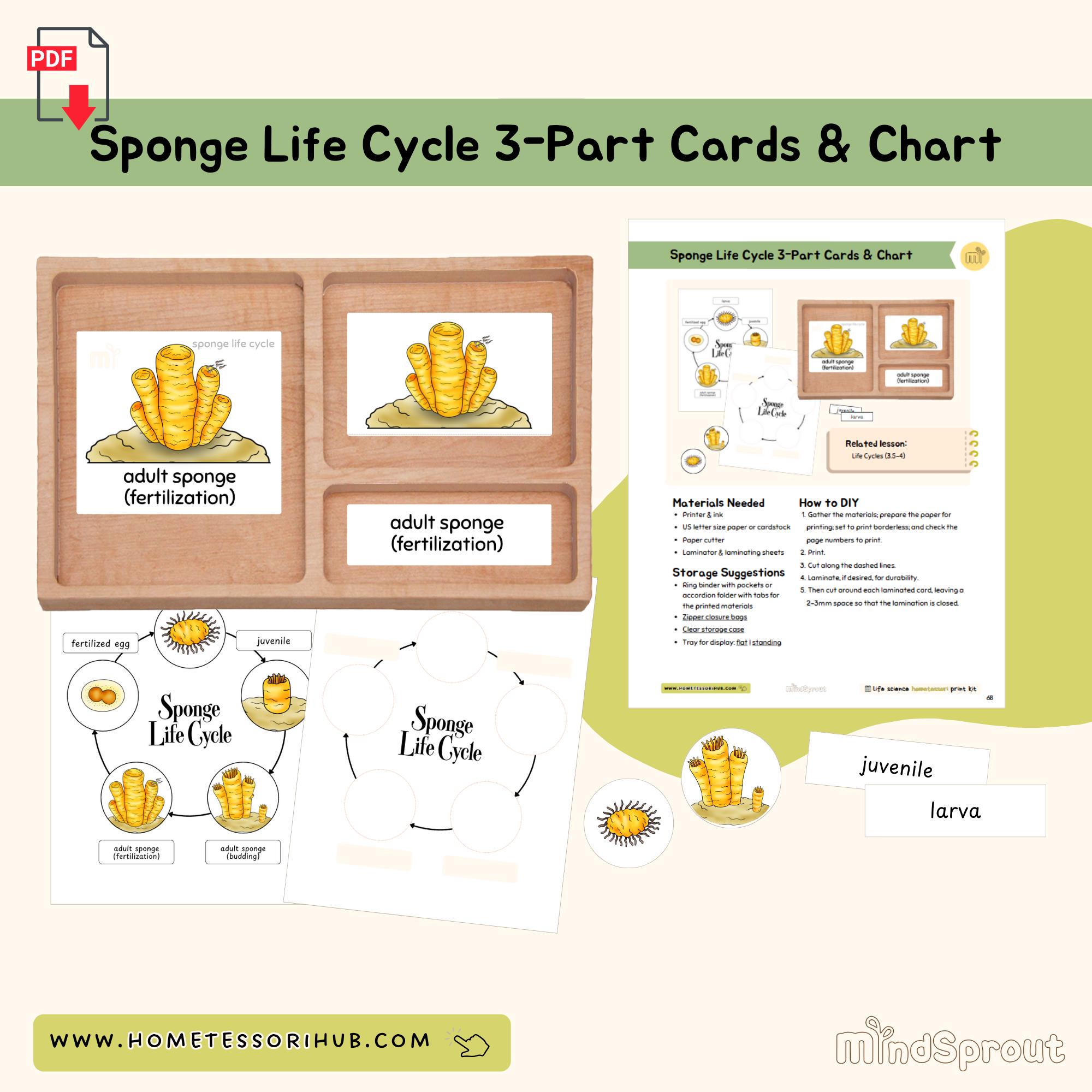Sponge Life Cycle 3-part Cards and Chart Zoology Montessori Printable ...