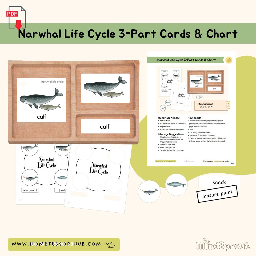 Narwhal Life Cycle 3-part Cards & Chart Zoology Montessori Printable ...