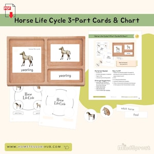 Horse Life Cycle 3-part Cards & Chart Zoology Montessori Printable ...