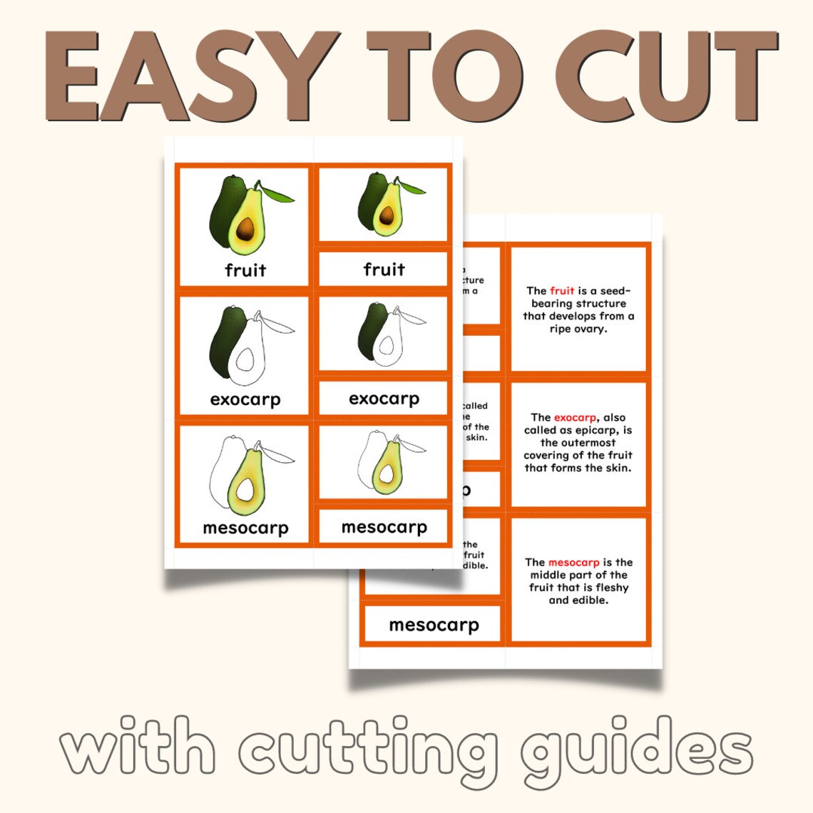 Parts of the FRUIT Montessori Botany Fruits Language Activity Plant ...