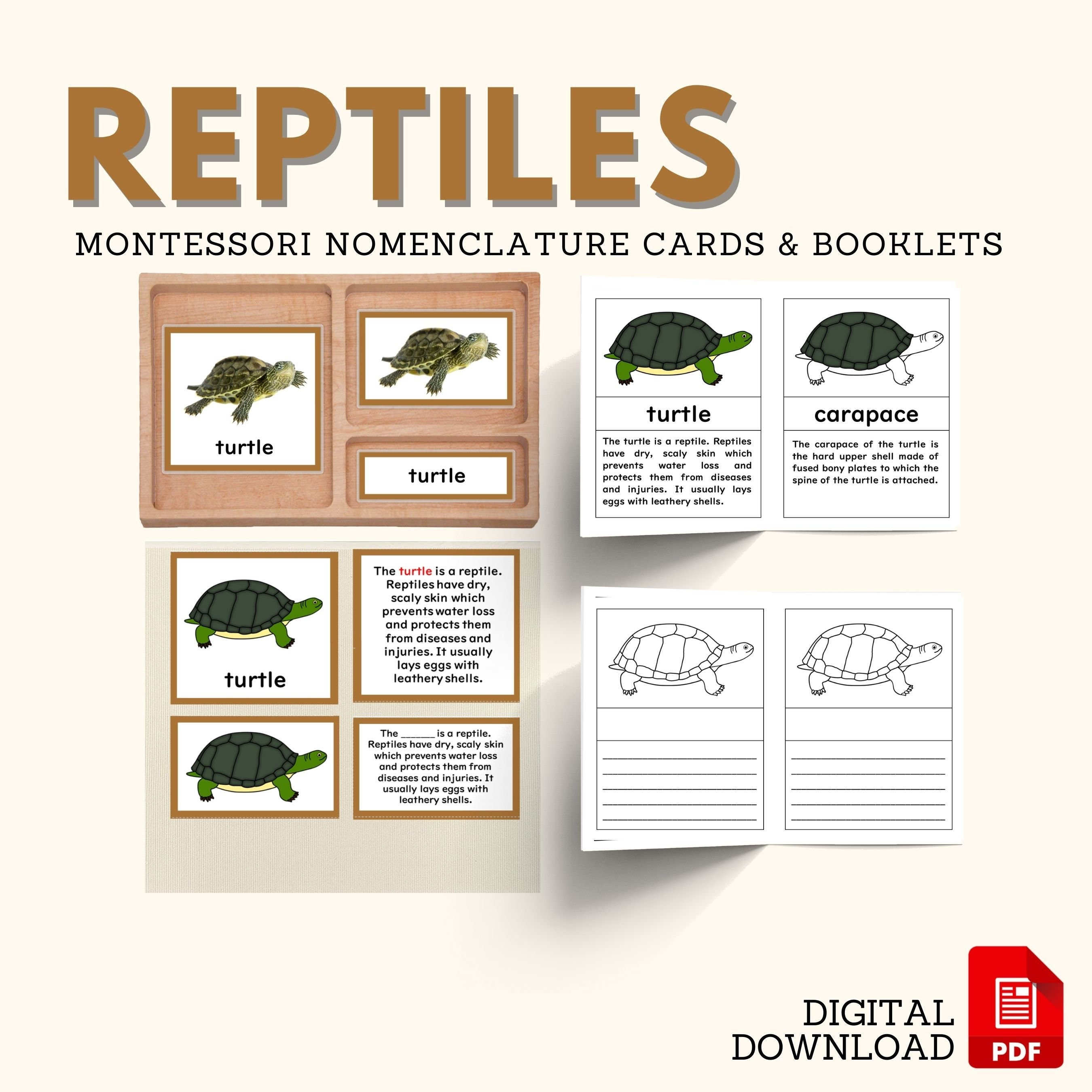 REPTILES Zoology Unit Study Parts Turtle Montessori Nomenclature 5-part ...