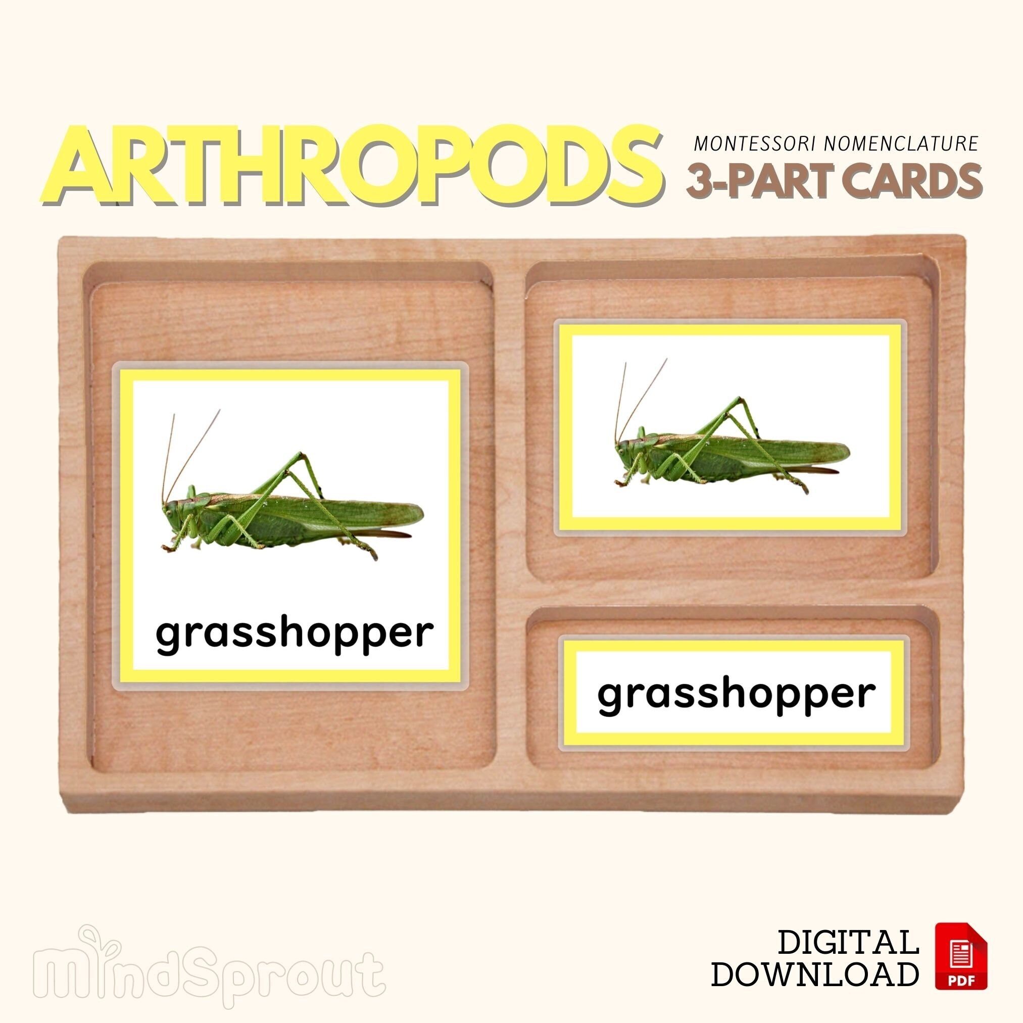 ARTHROPODS Three Part Card Montessori Nomenclature 3-part Classified ...