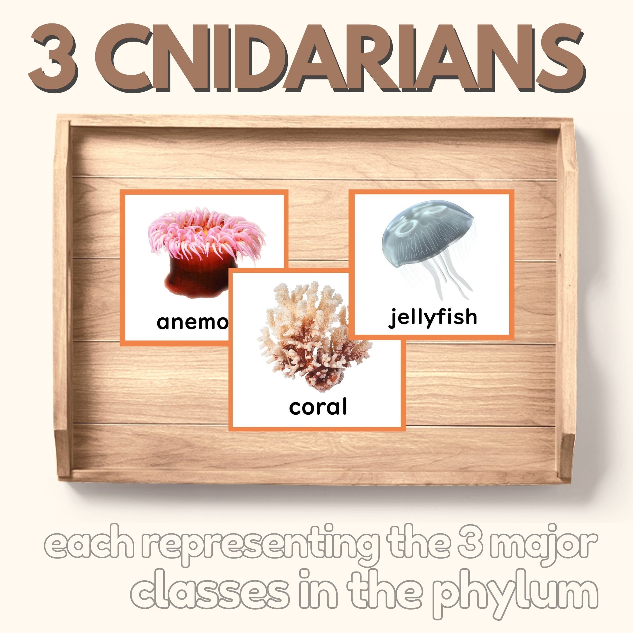 CNIDARIAN Three Part Cards Montessori Nomenclature 3-part Classified ...