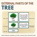 Parts of the TREE Montessori Botany Unit Study 5-part Card Definition ...