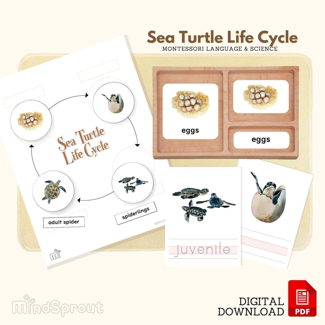 Life Cycle of Sea Turtle Montessori Language Turtle Life Cycle Material ...