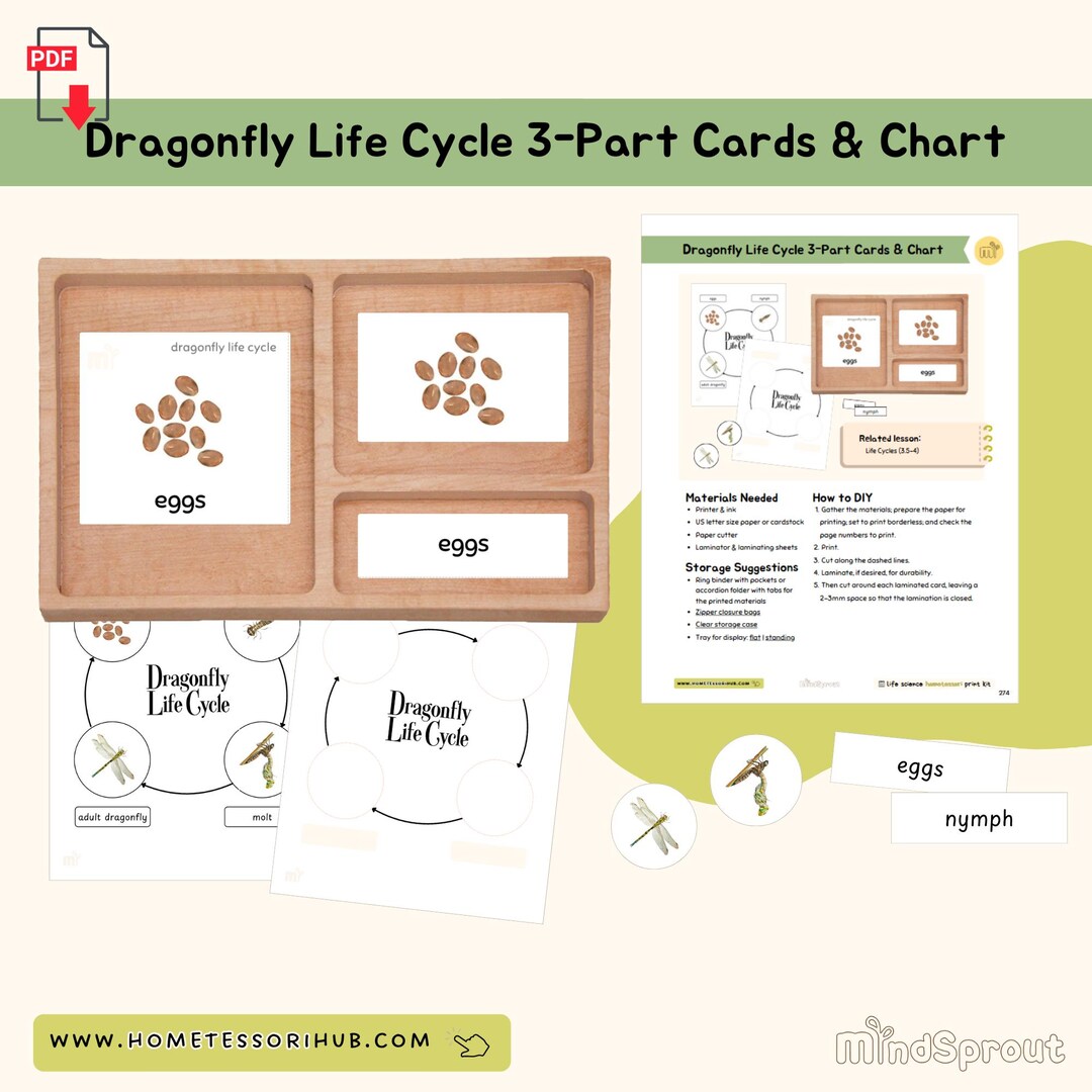Dragonfly Life Cycle 3-part Cards and Chart Zoology Montessori ...