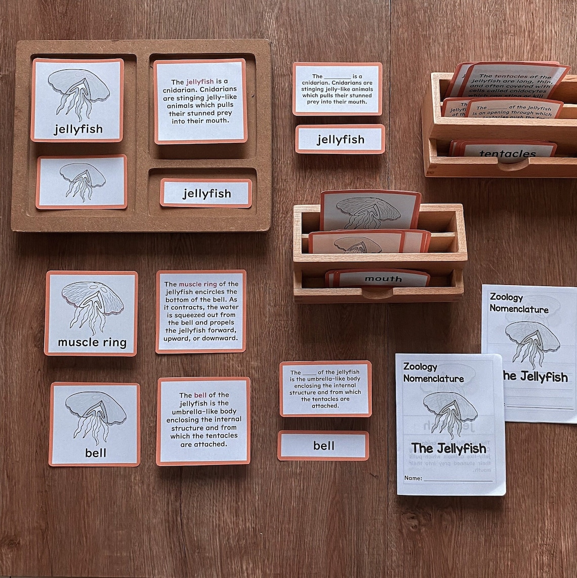 Parts of JELLYFISH Montessori Zoology Cnidarians Invertebrates Unit ...