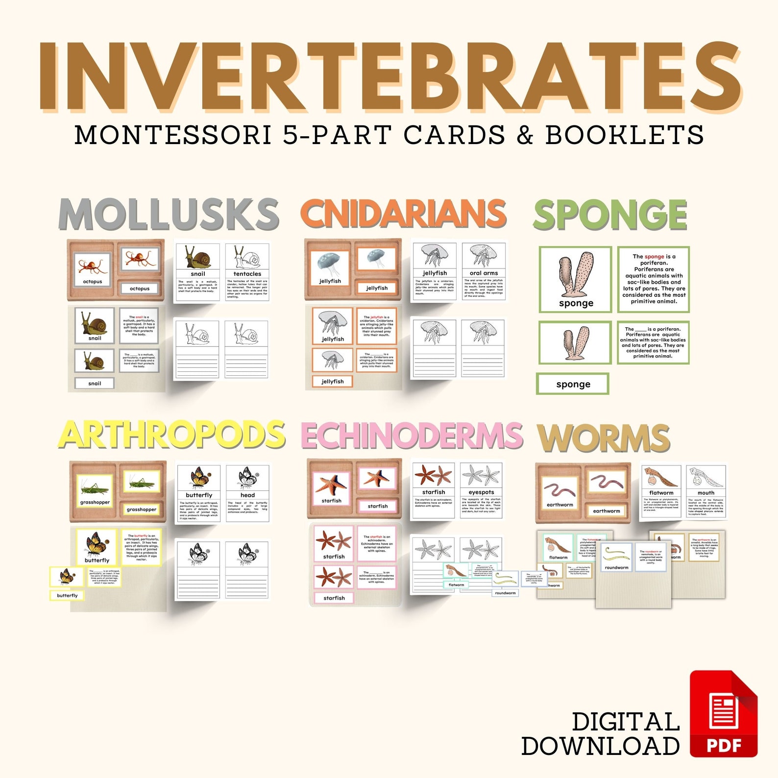 INVERTEBRATES Montessori Zoology Unit Study Montessori Nomenclature 5 ...