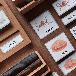 MOLLUSK Three Part Card Montessori Nomenclature 3-part Classified Card ...