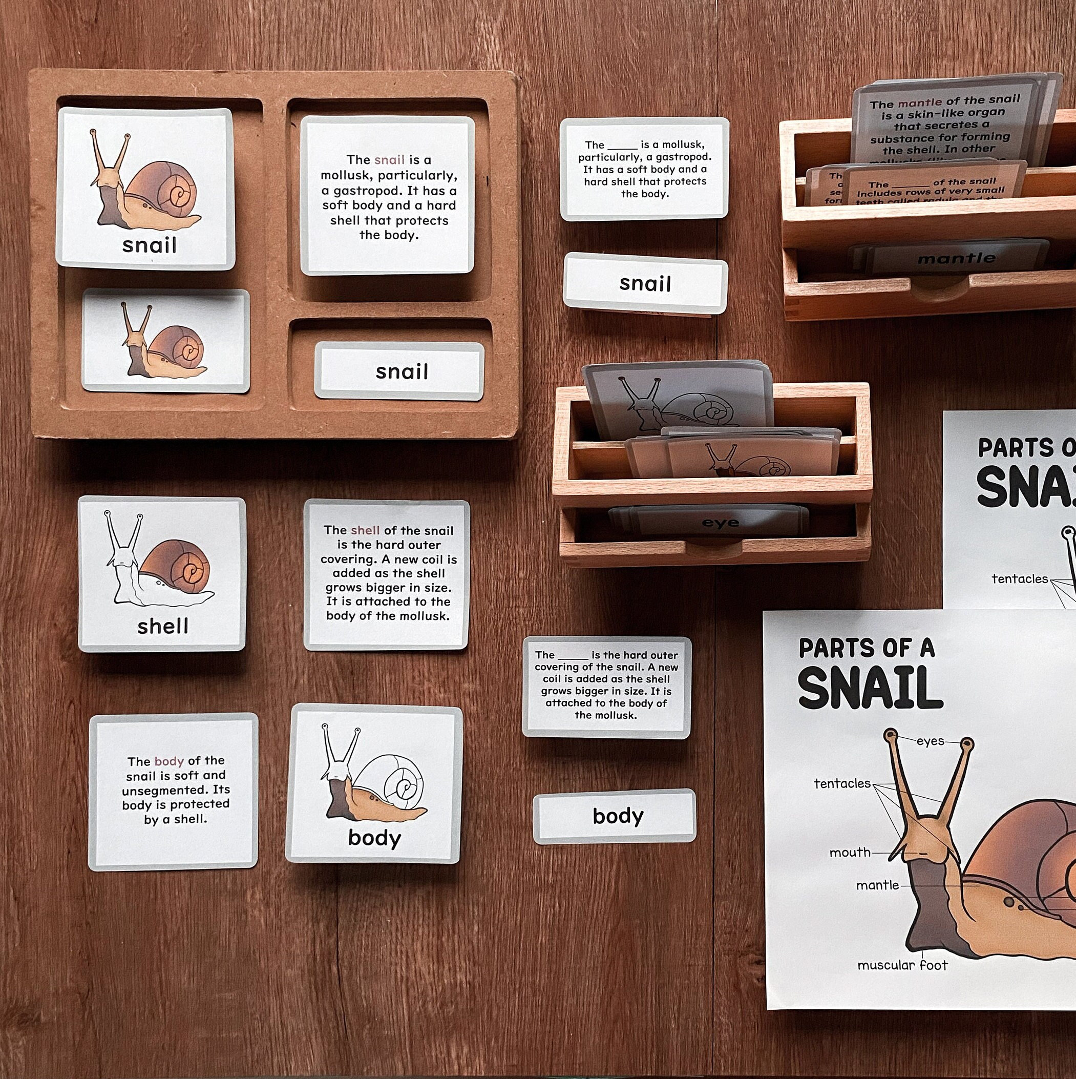 MOLLUSKS Zoology Unit Study Parts of Snail Montessori Nomenclature 5 ...