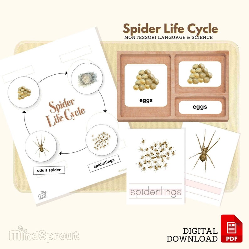 Life Cycle of Spider, Montessori Language Spider Life Cycle Material ...