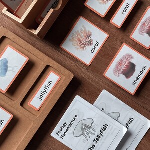 Parts of JELLYFISH Montessori Zoology Cnidarians Invertebrates Unit ...