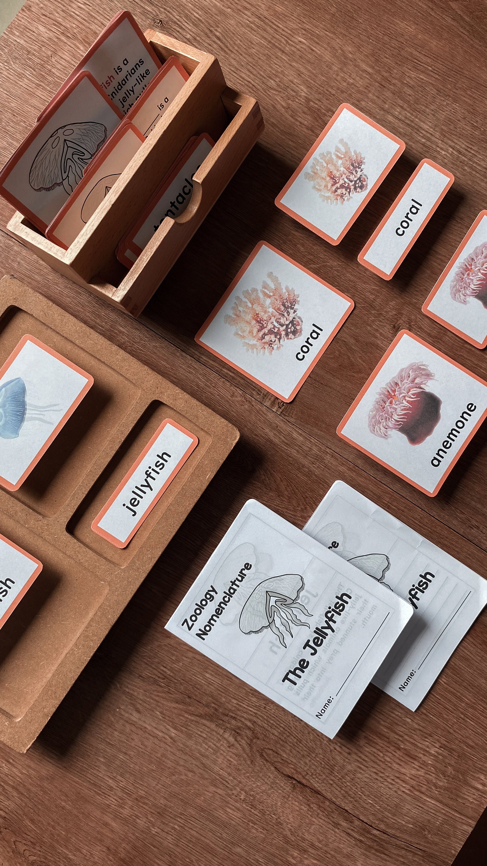 Parts of JELLYFISH Montessori Zoology Cnidarians Invertebrates Unit ...