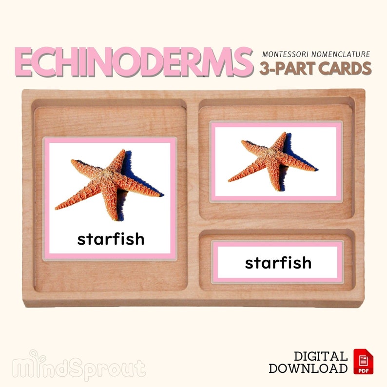 Starfish ECHINODERMS Montessori Zoology Marine Animal Nomenclature 3 ...