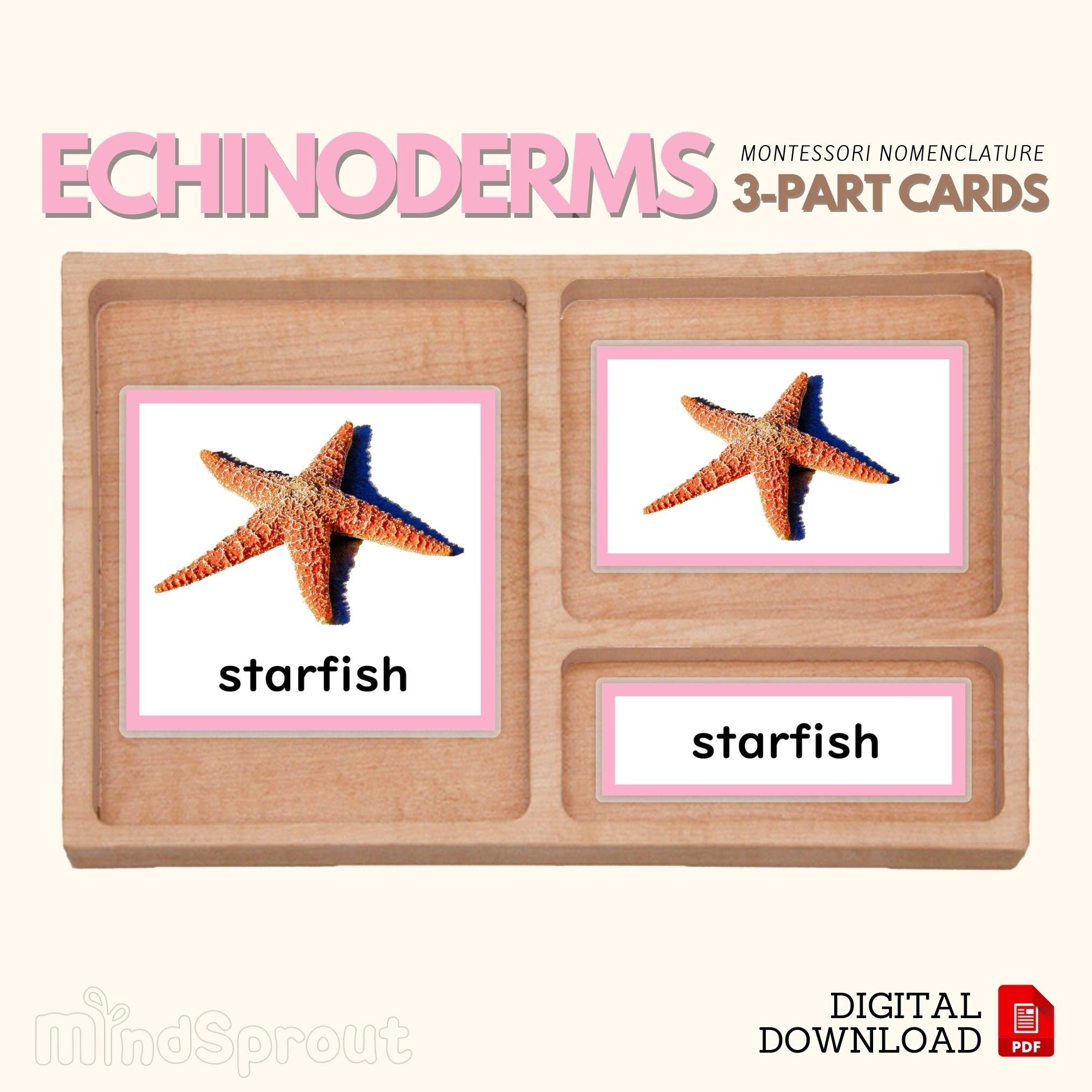 Starfish ECHINODERMS Montessori Zoology Marine Animal Nomenclature 3 ...