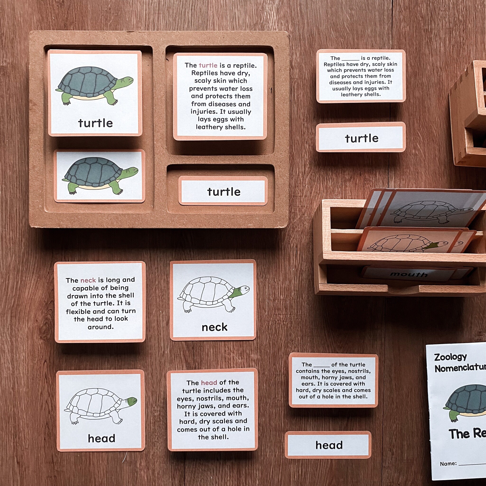 REPTILES Zoology Unit Study Parts Turtle Montessori Nomenclature 5-part ...