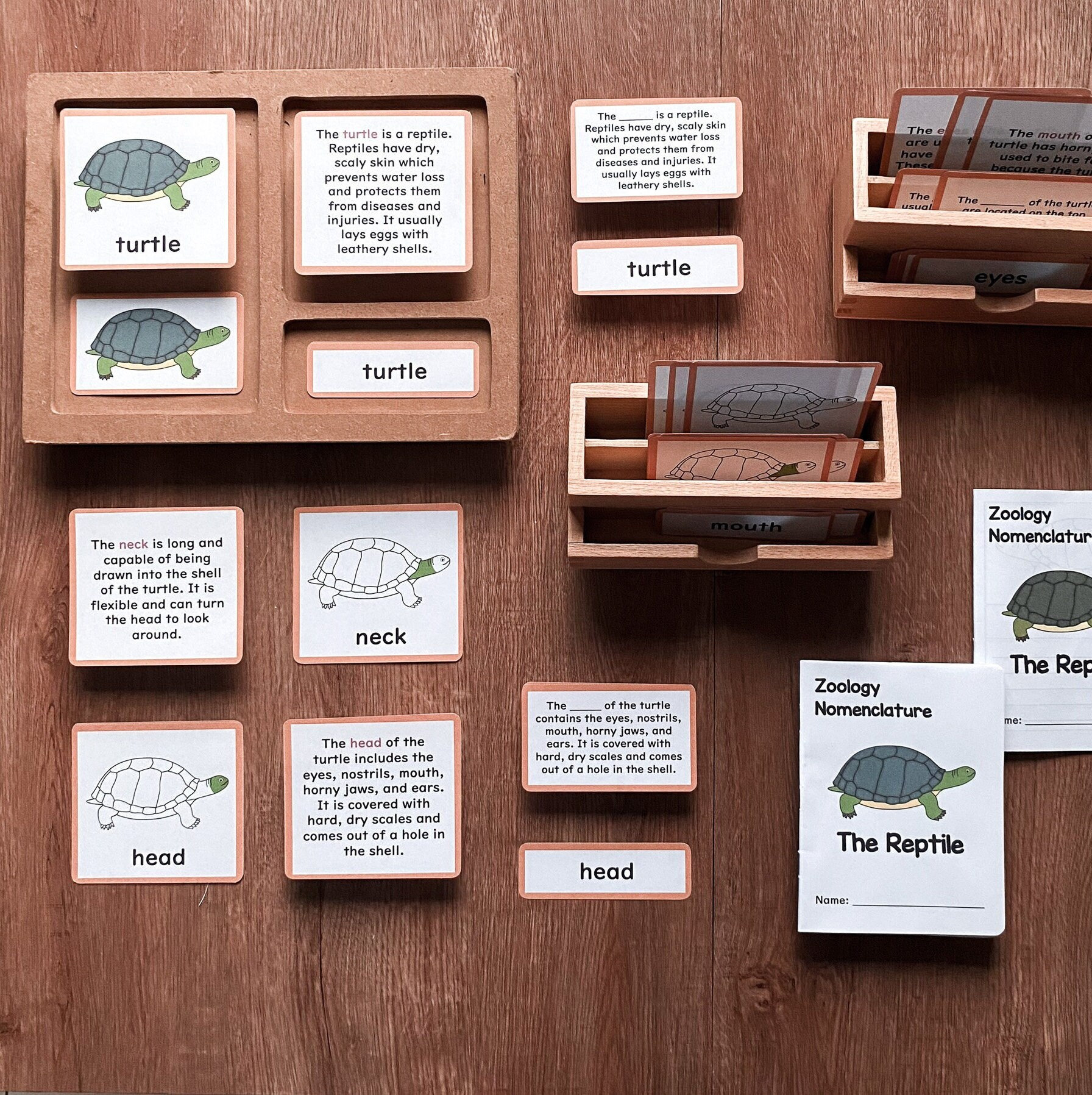 REPTILES Zoology Unit Study Parts Turtle Montessori Nomenclature 5-part ...