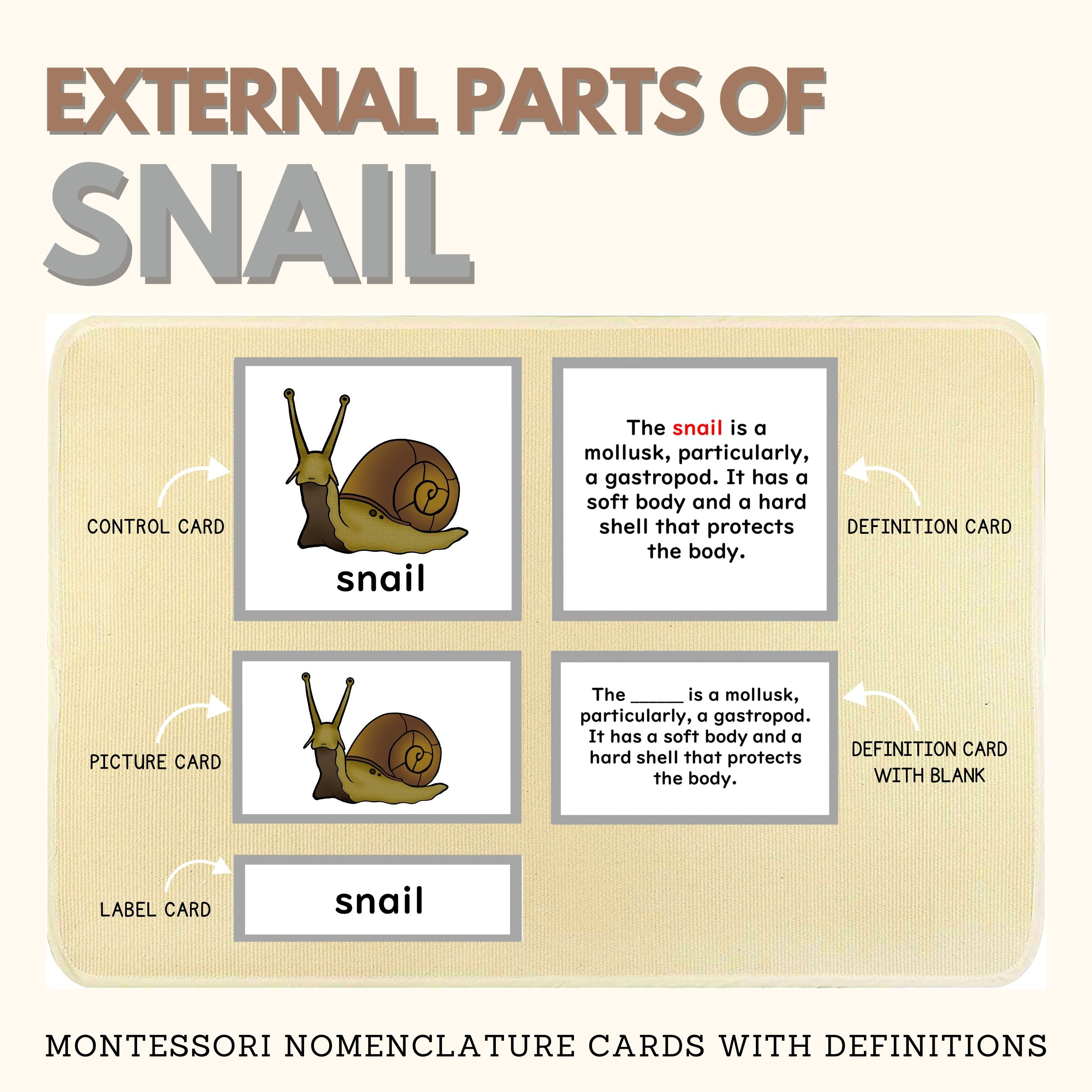 MOLLUSKS Zoology Unit Study Parts of Snail Montessori Nomenclature 5 ...