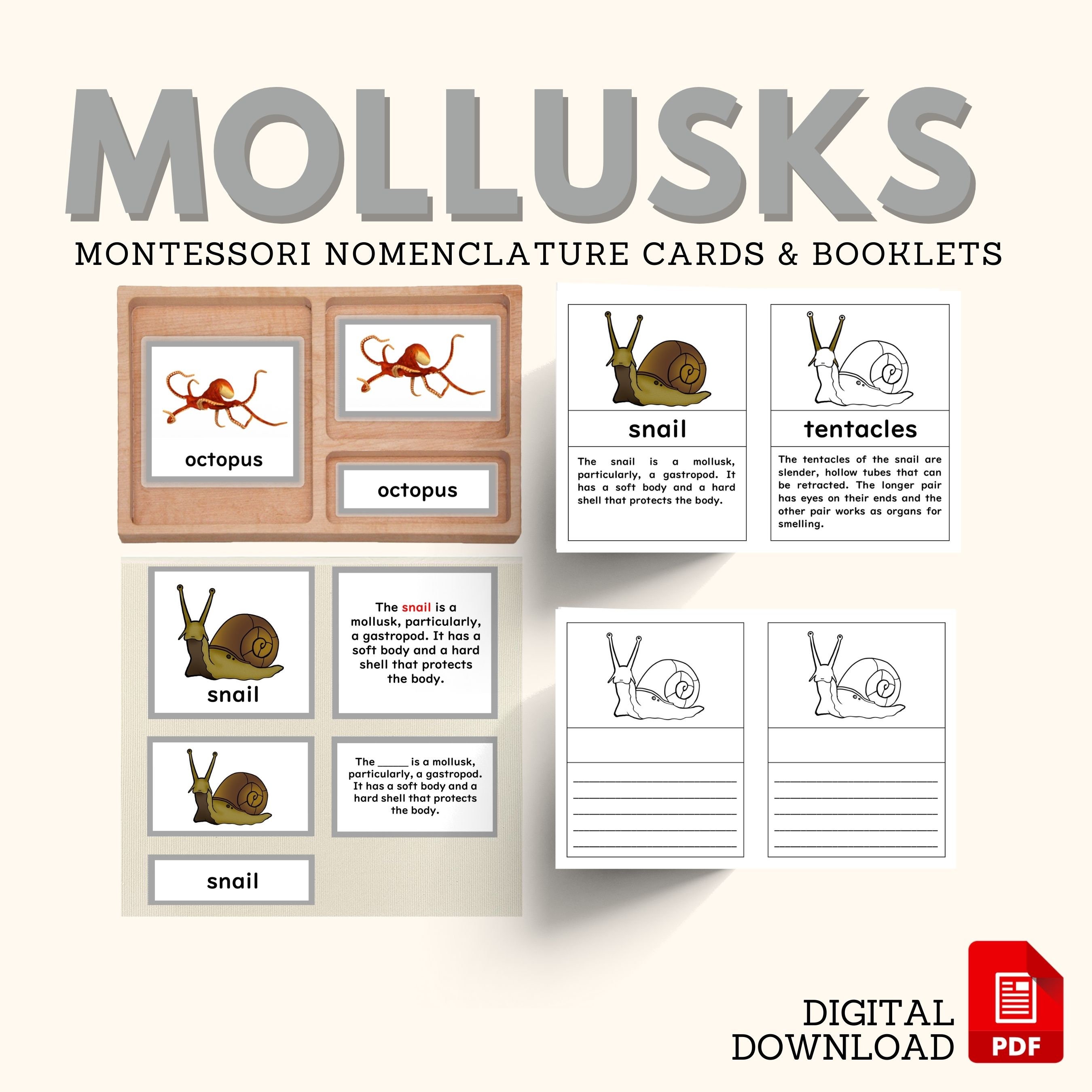 INVERTEBRATES Montessori Zoology Unit Study Montessori Nomenclature 5 ...