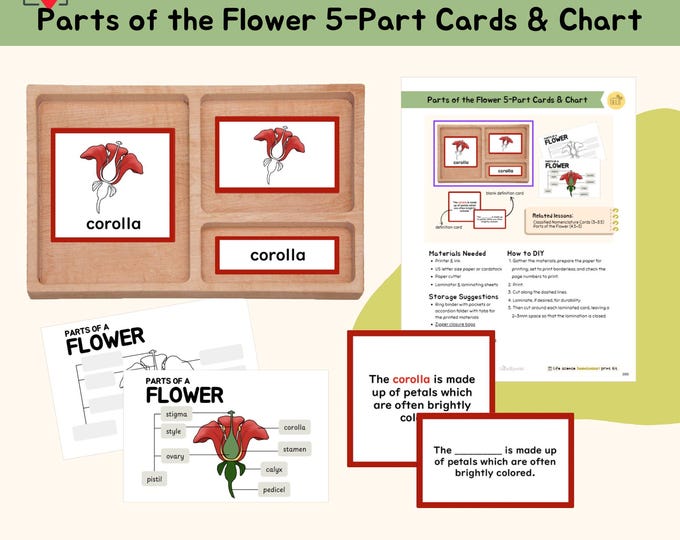 Plant Kingdom Information Cards - Montessori Botany Classification ...