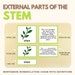Parts of the STEM Montessori Botany Unit Study 5-part Card Definition ...