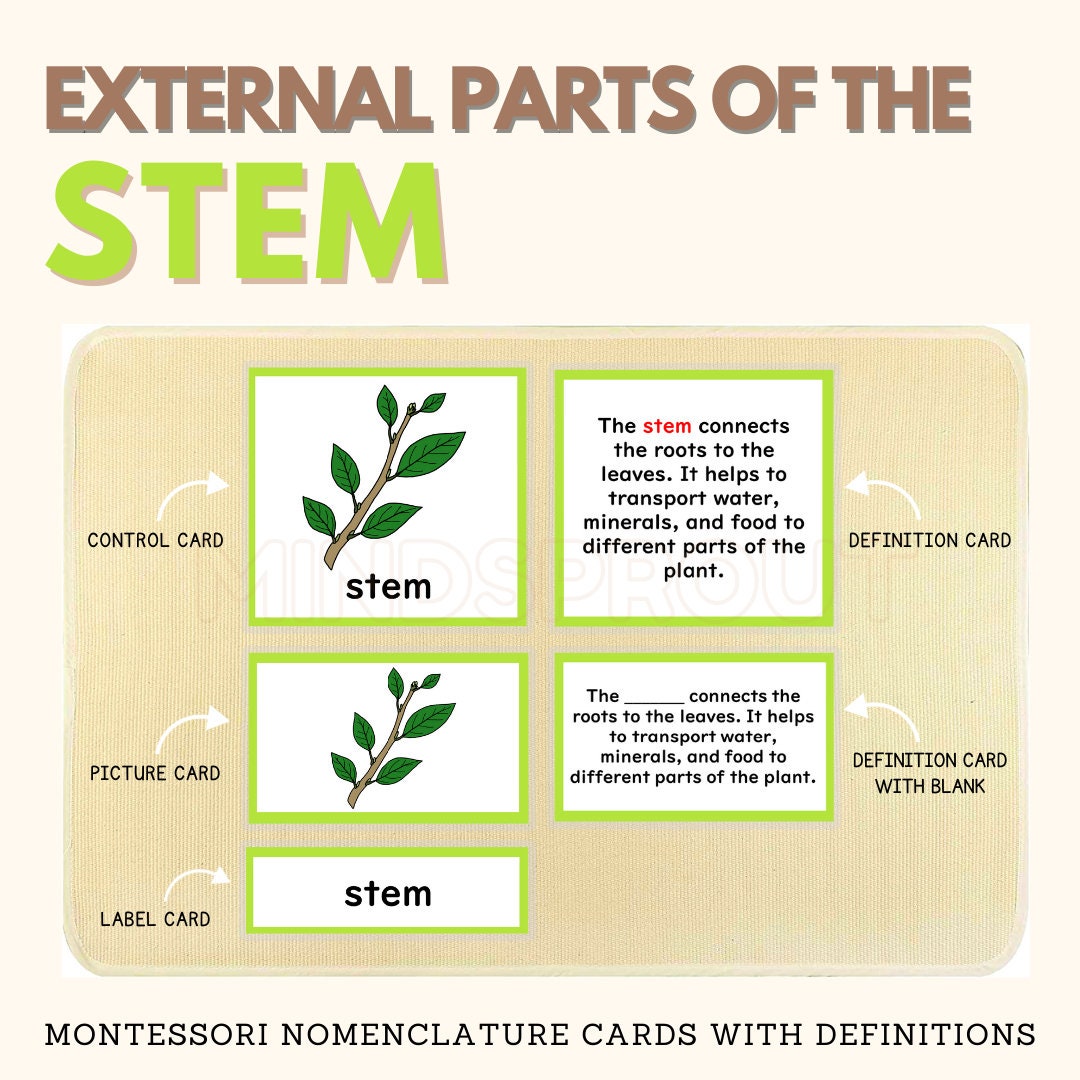 Parts of the STEM Montessori Botany Unit Study 5-part Card Definition ...