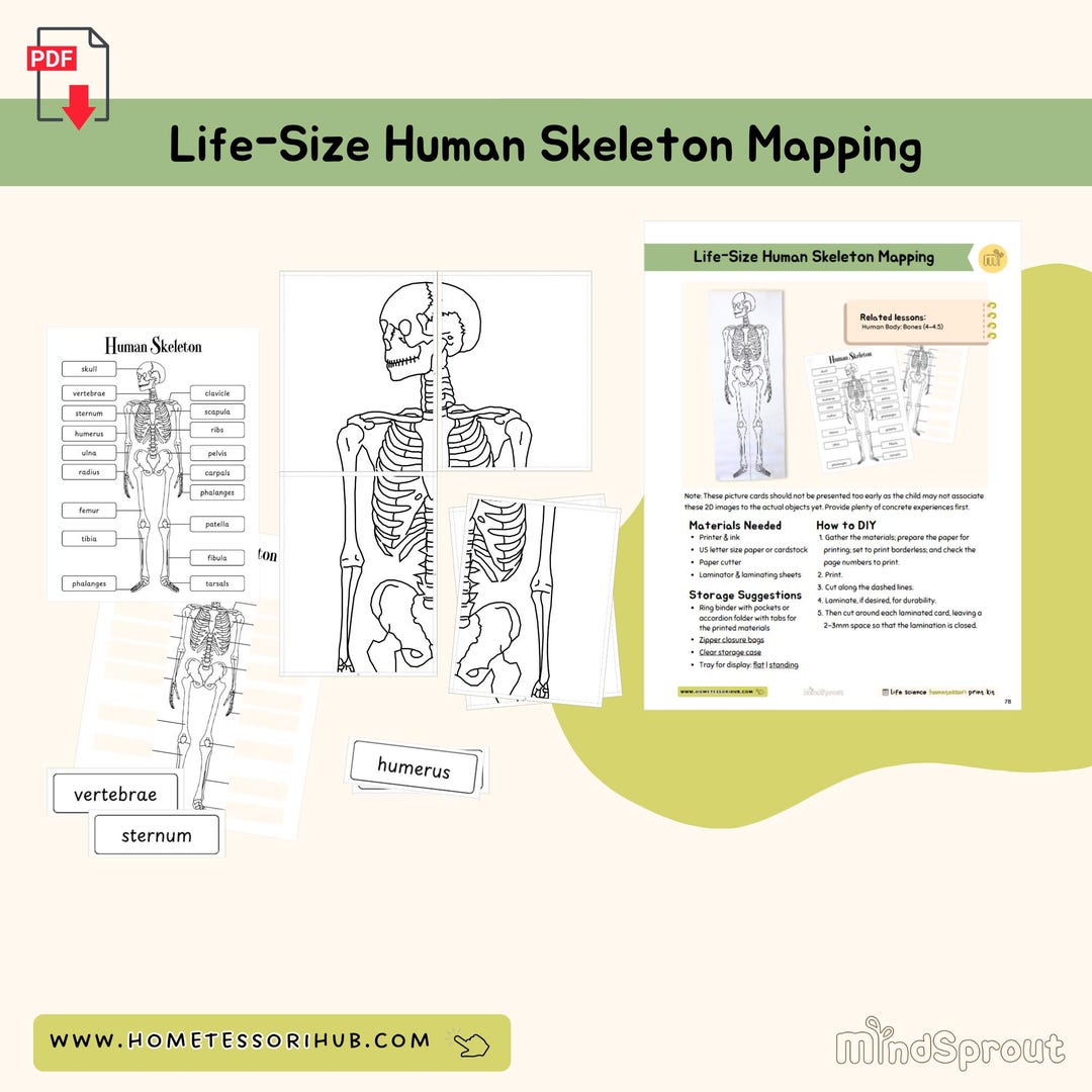 Life-size Human Skeleton Mapping Zoology Montessori Printable Material ...