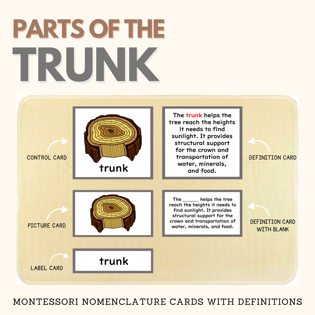 Parts of the TRUNK Montessori Botany Unit Study 5-part Card Definition ...