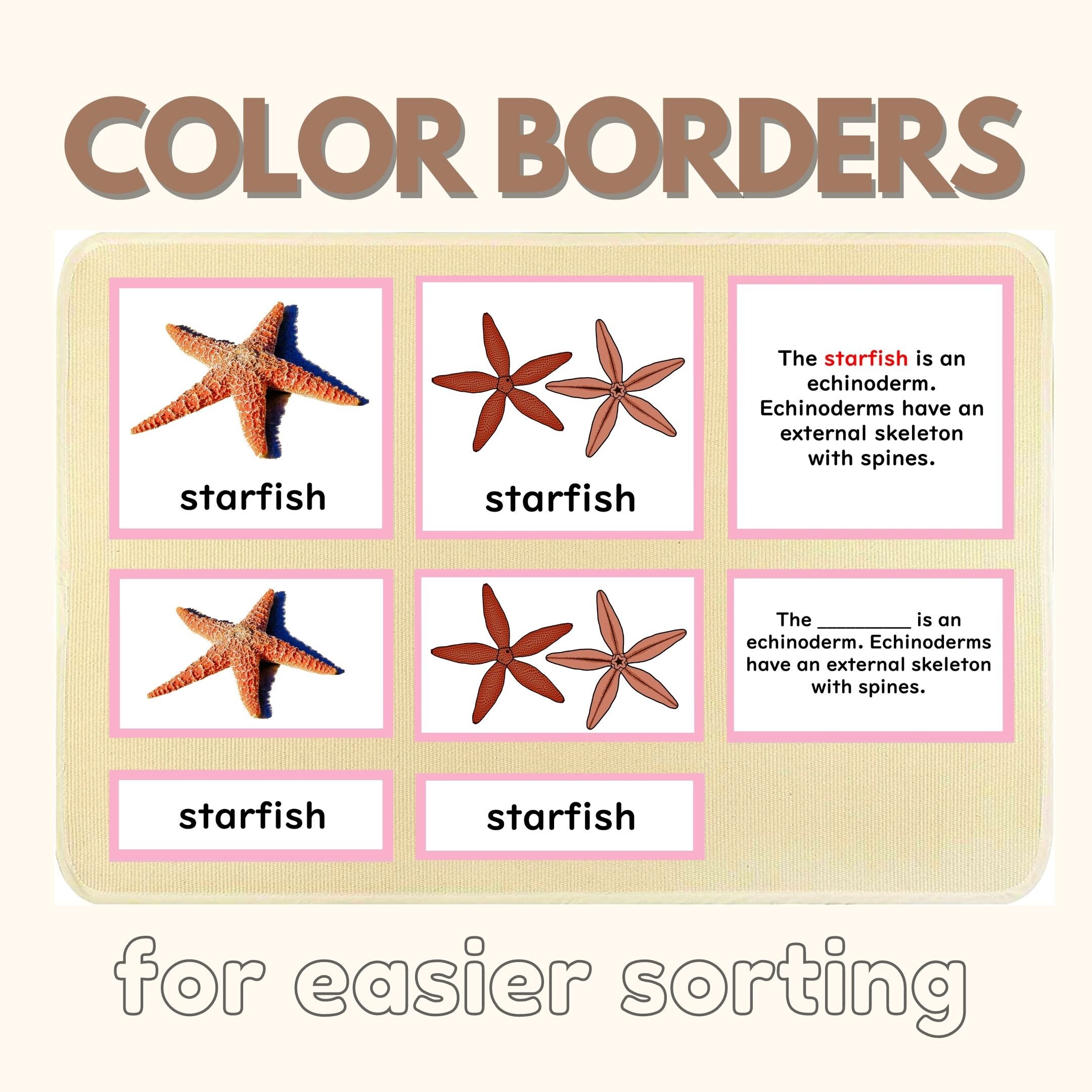 Starfish ECHINODERMS Montessori Zoology Marine Animal Nomenclature 3 ...