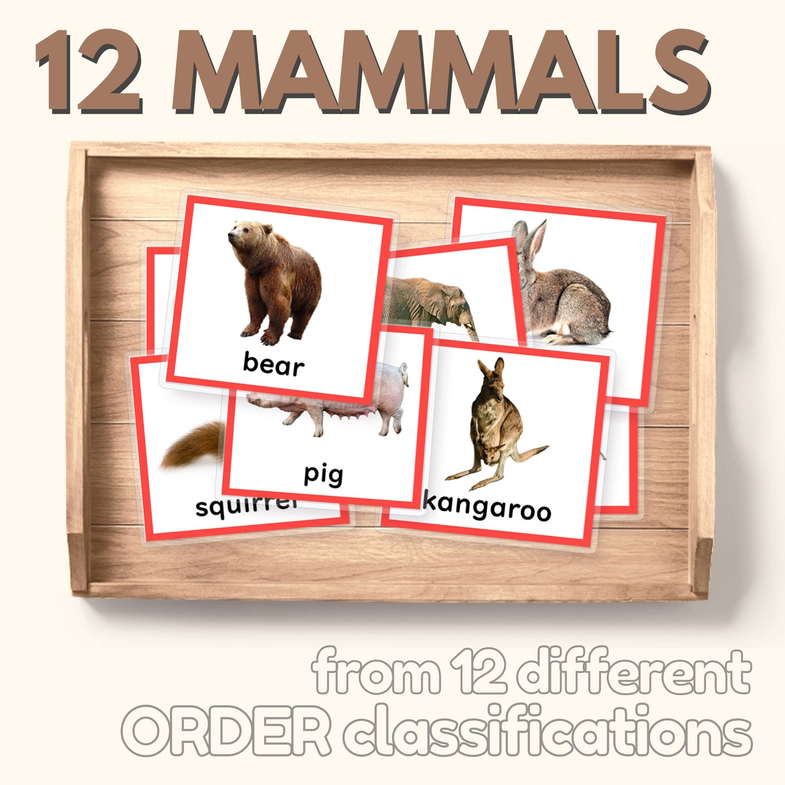 MAMMALS Three Part Cards Montessori Nomenclature 3-part Classified ...