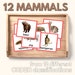 MAMMALS Zoology Unit Study Parts of Horse Montessori Nomenclature 5 ...