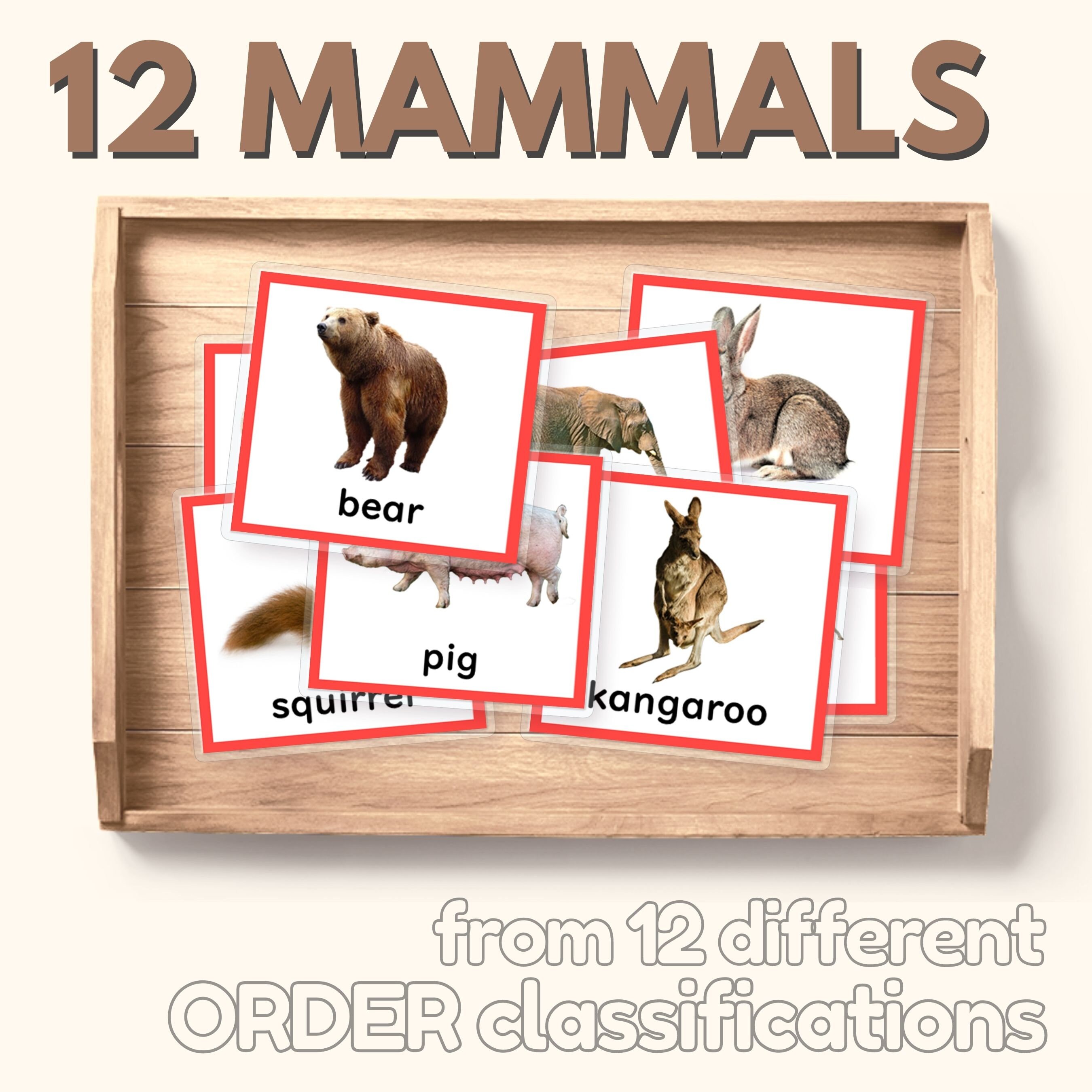 MAMMALS Zoology Unit Study Parts of Horse Montessori Nomenclature 5 ...
