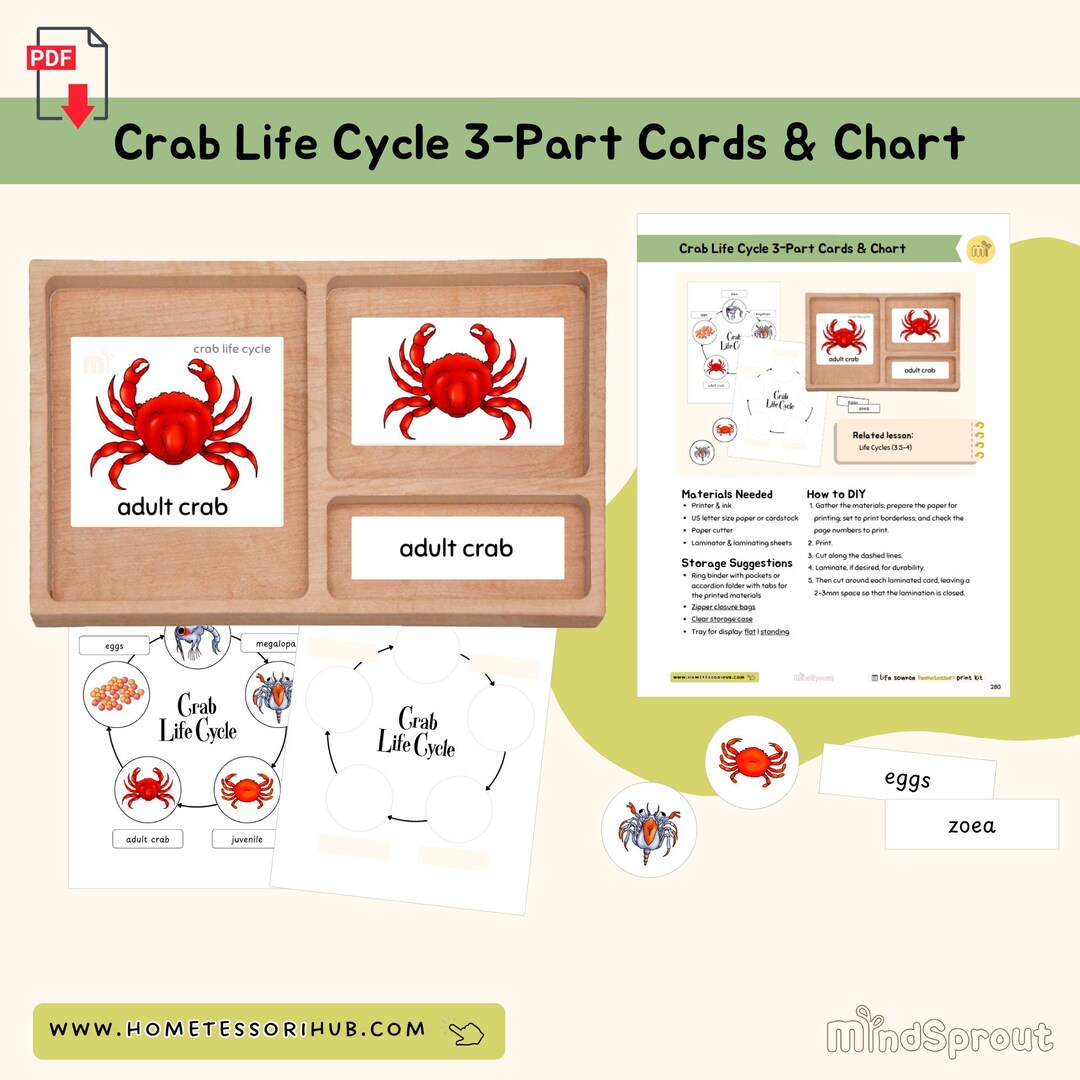 Crab Life Cycle 3-part Cards and Chart Zoology Montessori Printable ...