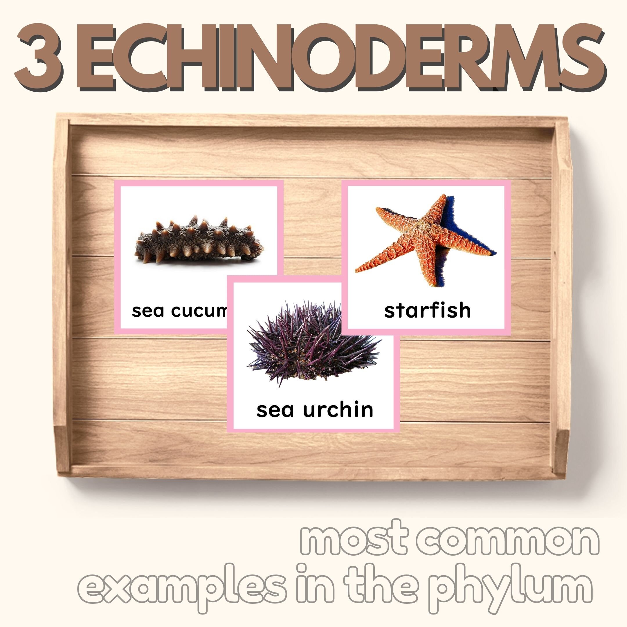 Starfish ECHINODERMS Montessori Zoology Marine Animal Nomenclature 3 ...